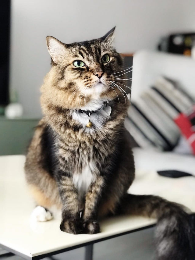 BEEF HOCK TENDON (GRASS FED & FREE RANGE) – Fidelis Meats